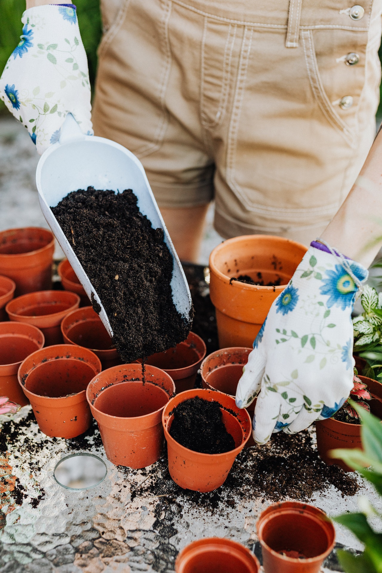 Springtime Blooms: A Guide to Planting Flower Seeds | Style Vanity ...